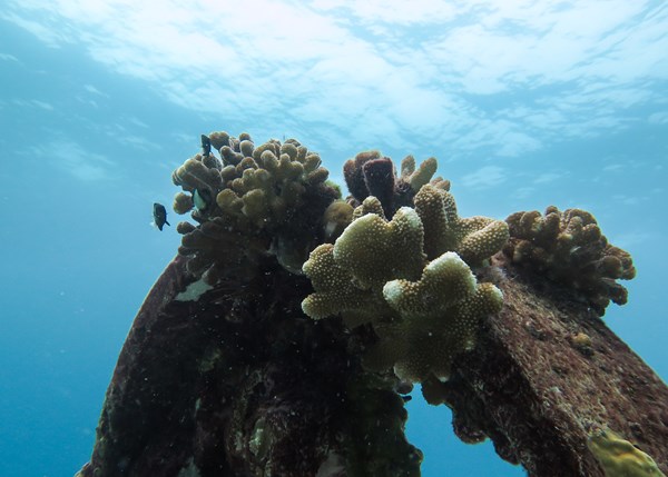 Dirbtinės koralų rifų struktūros - Klimato kaita
