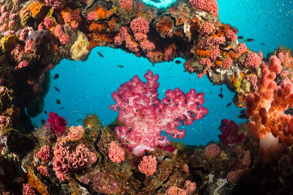 3D formato modulinės koralų rifų konstrukcijos - Klimato kaita